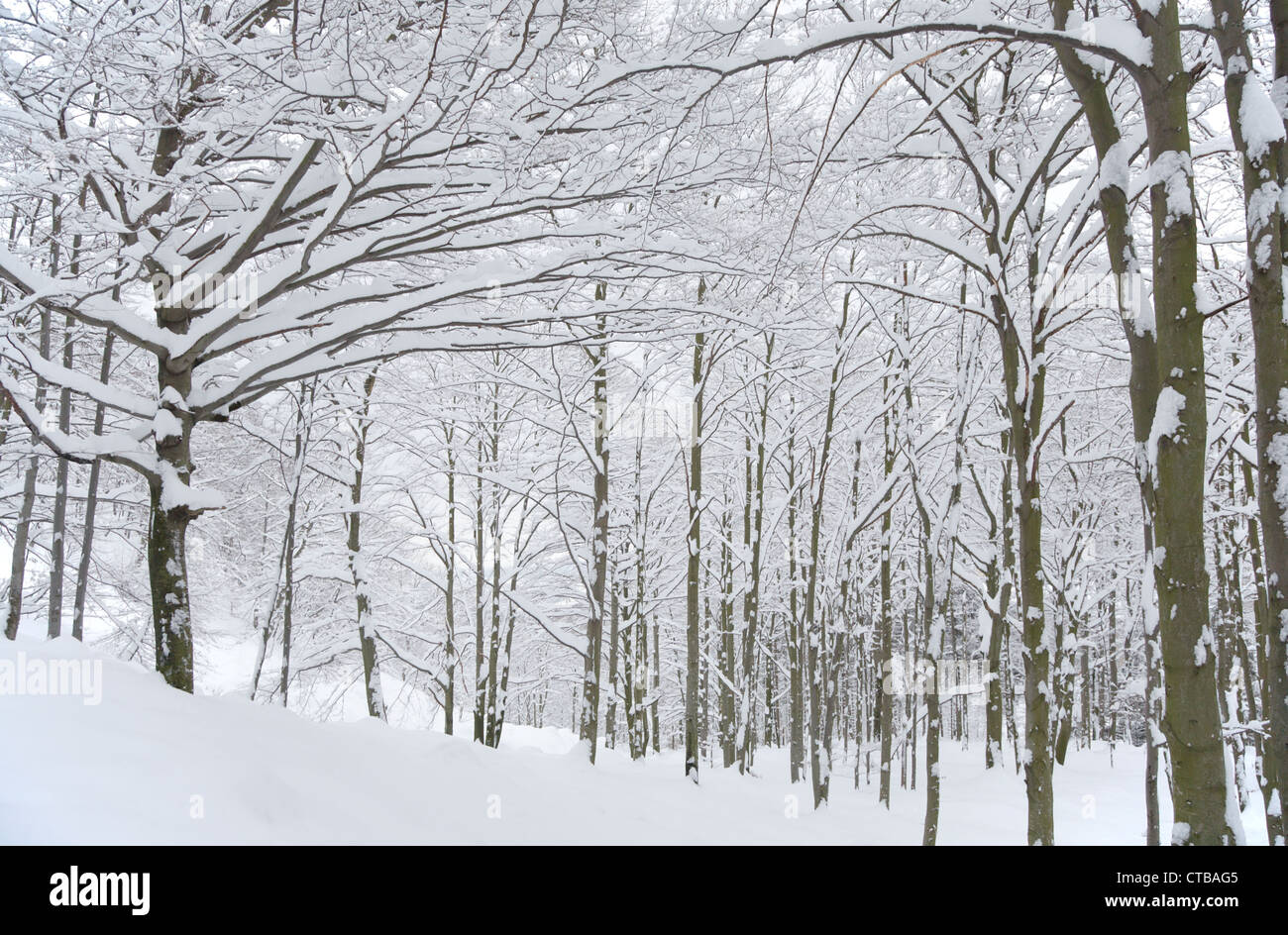 Snowy woods of beech trees, winter season, vertical frame Stock Photo ...