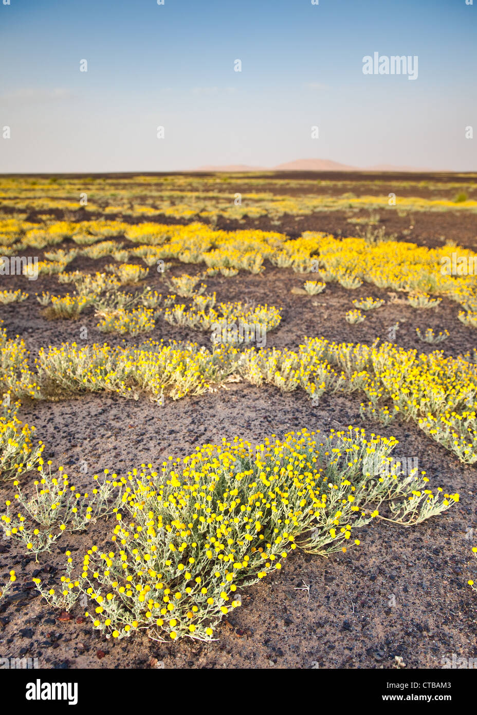 Wild flowers during spring season around Erg Chebbi desert, Maroc ...