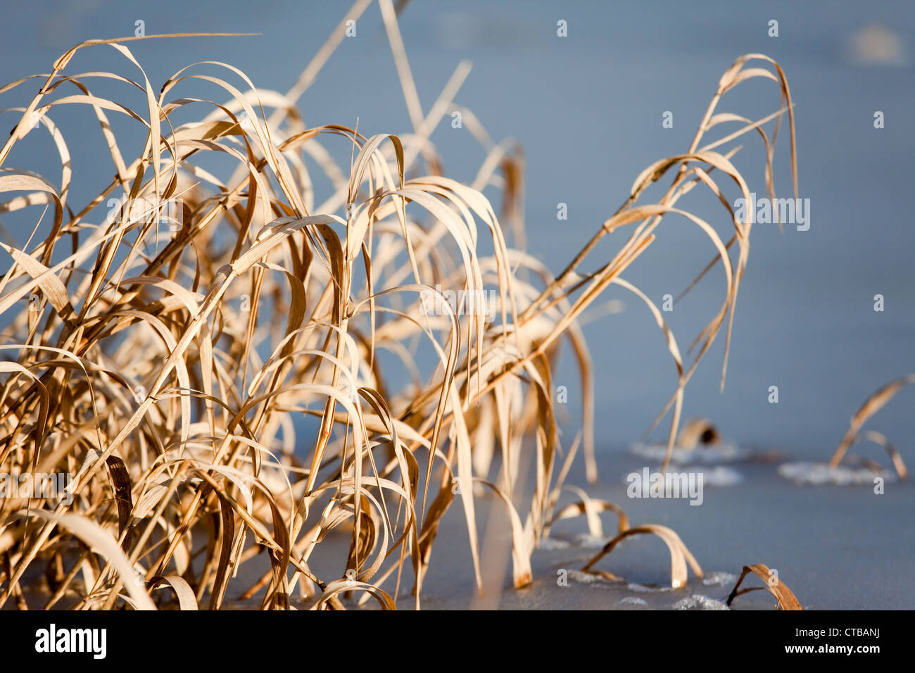 Yellow reeds emerge from the frozen surface of a lake Stock Photo - Alamy