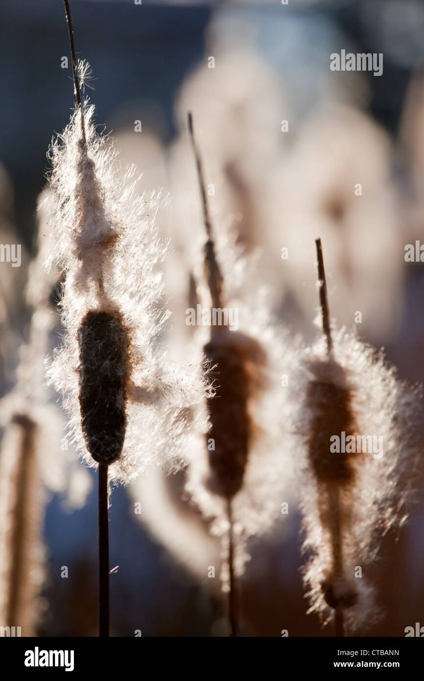 Top of cattail plants (bulrush, reedmace), in back-light Stock Photo ...