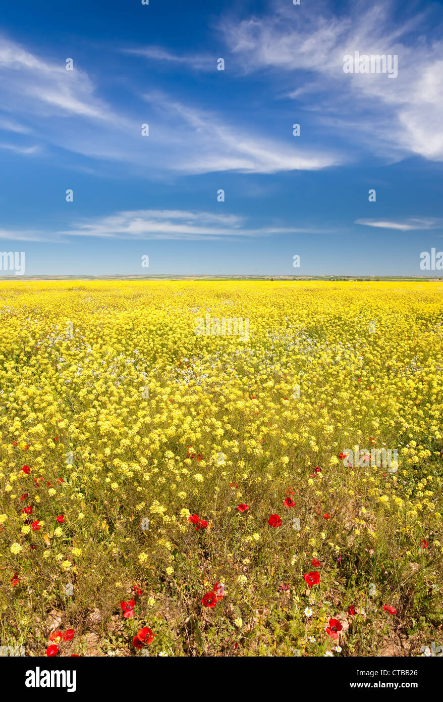 Landscape: spring season, field full of yellow flowers and red poppies ...