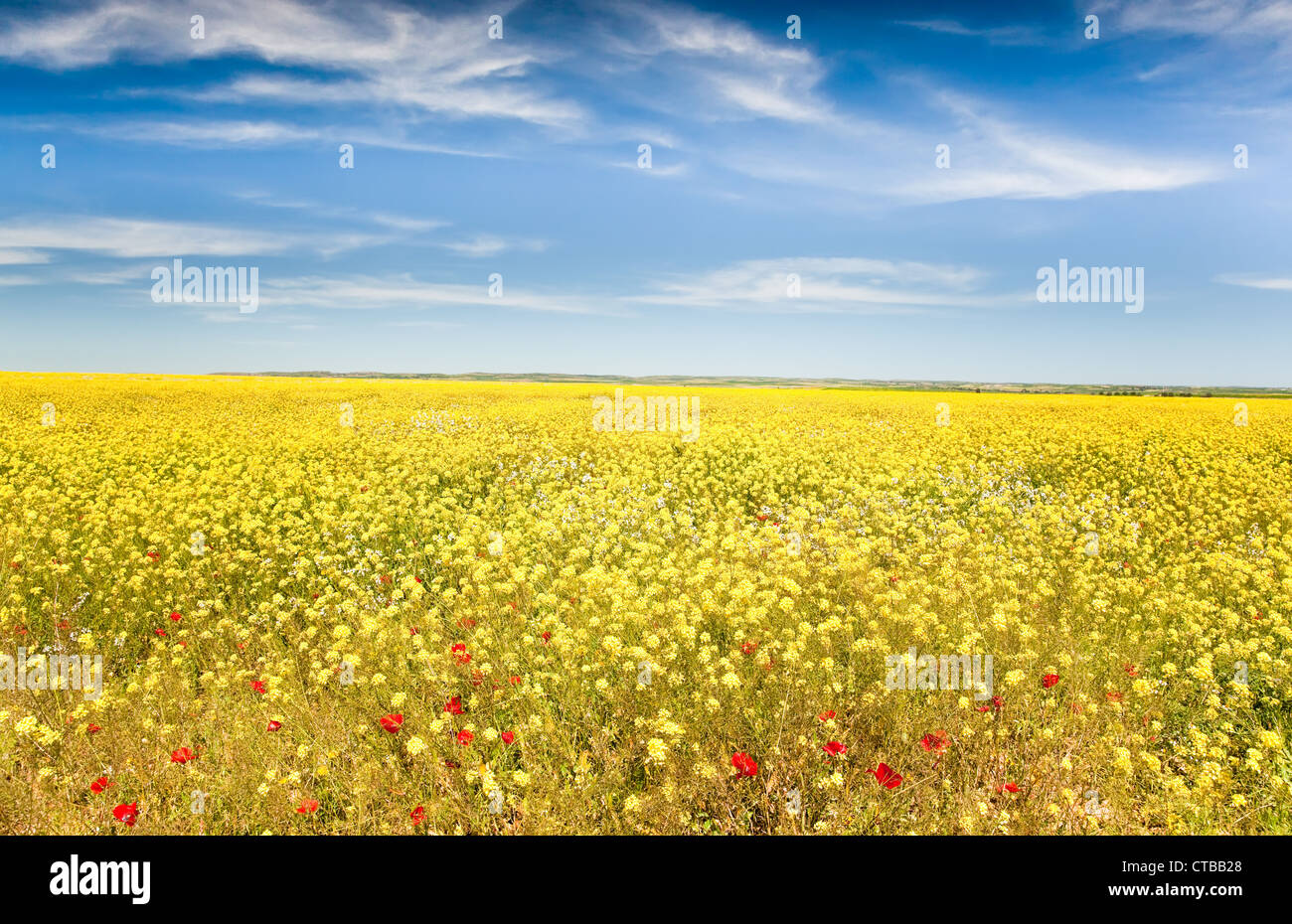Landscape: spring season, field full of yellow flowers and red poppies ...