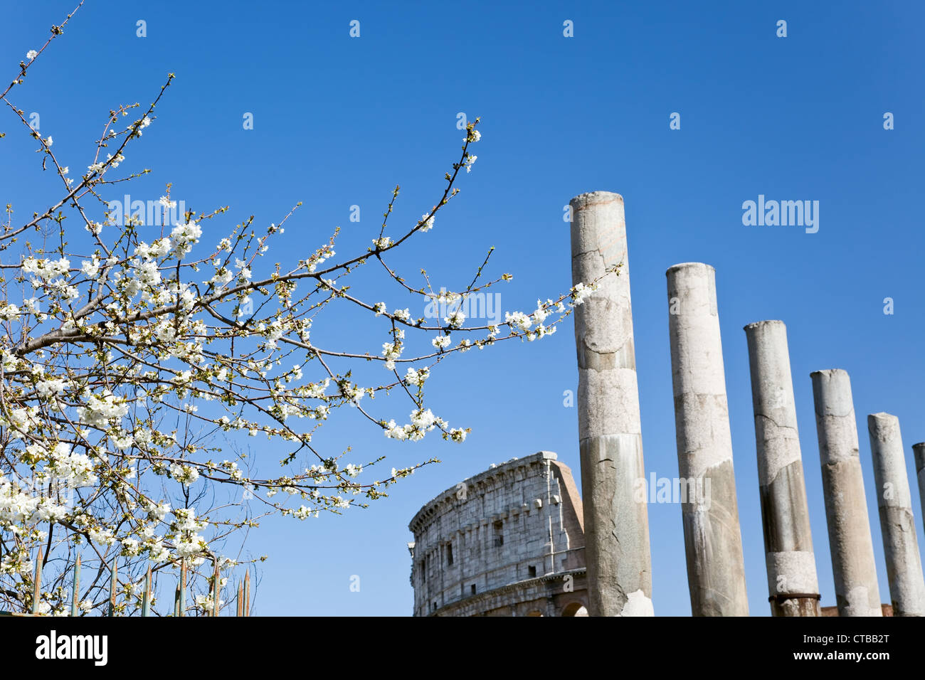 Branch of blossom, in background roman columns and the Colosseum. Rome ...