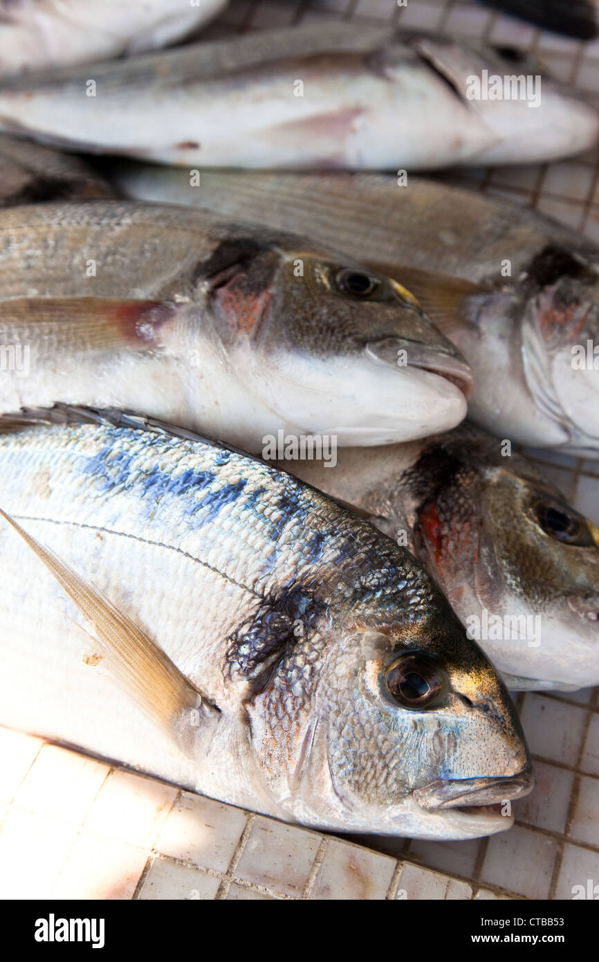 Bream Fish at the seafood market, France, Europe Stock Photo - Alamy