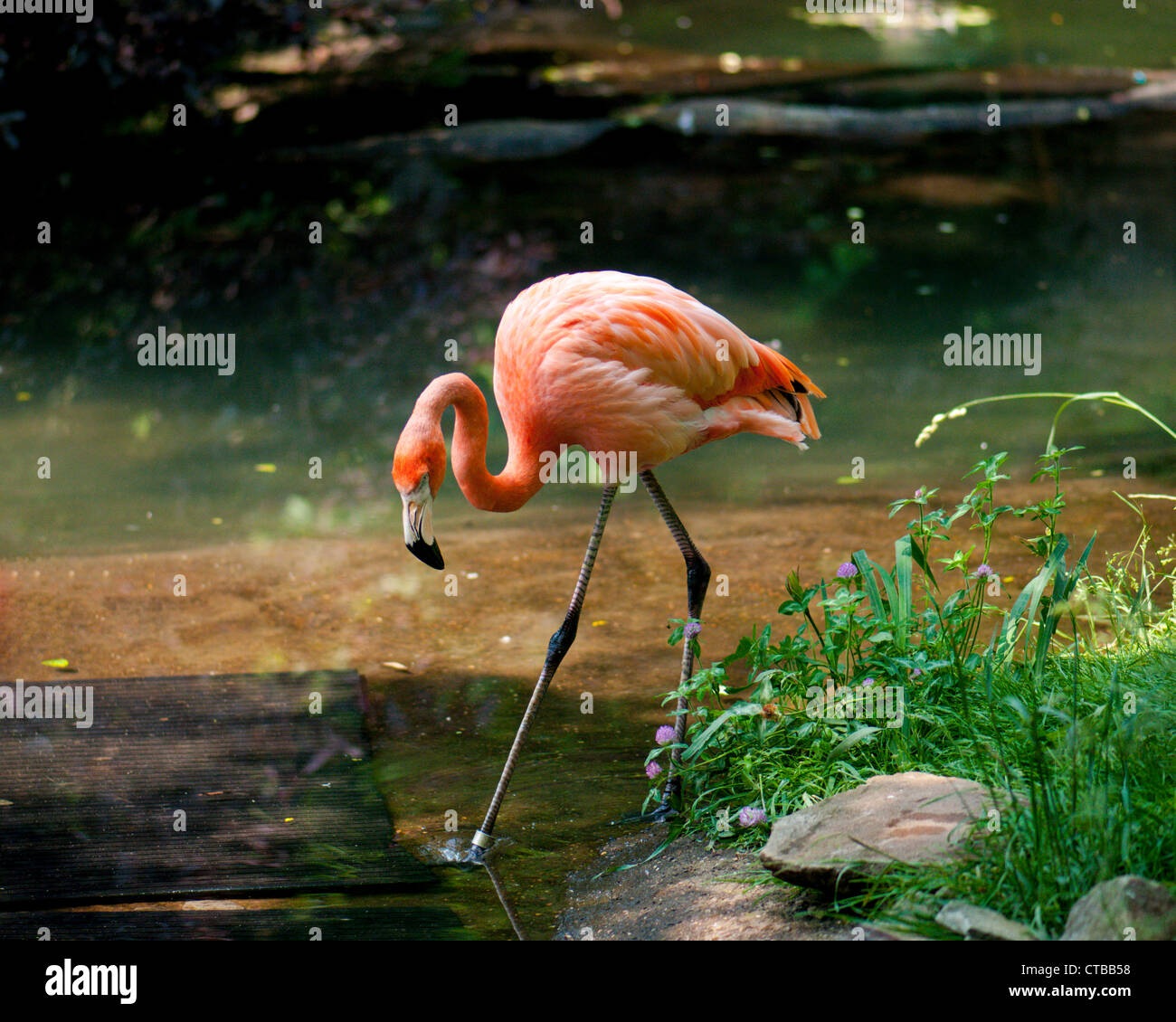 Pink Flamingo Wading Stock Photo - Alamy