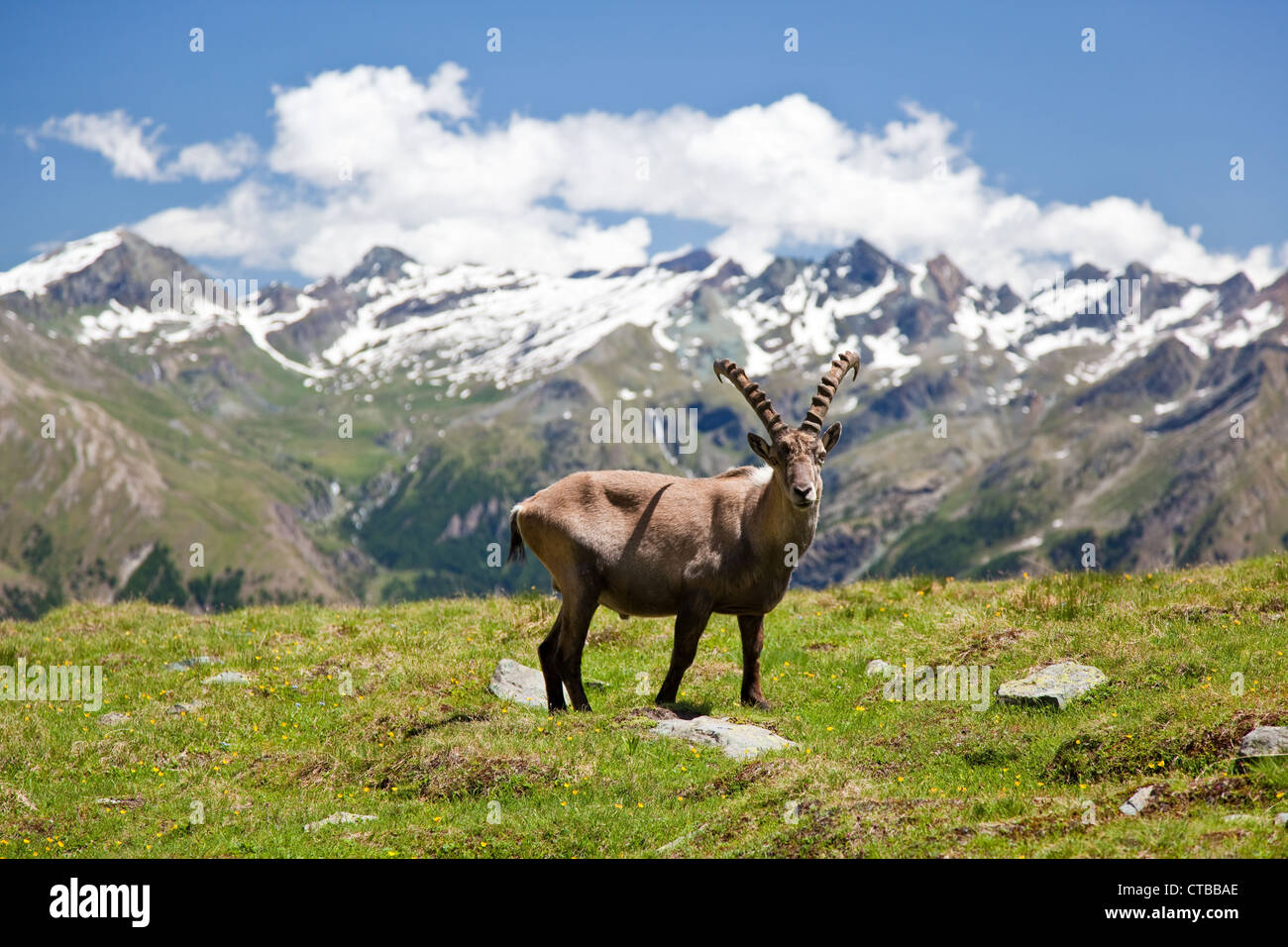 Alpine wildlife: Steinbock or Alpine Ibex (Capra Ibex). Gran Paradiso ...