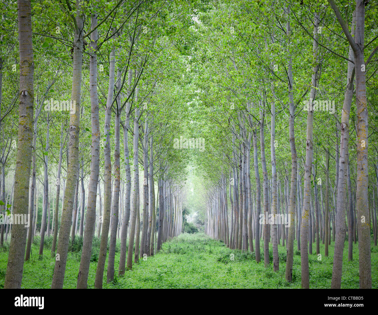 Poplar fustigate trees growing in rows, summer season. North Italy ...