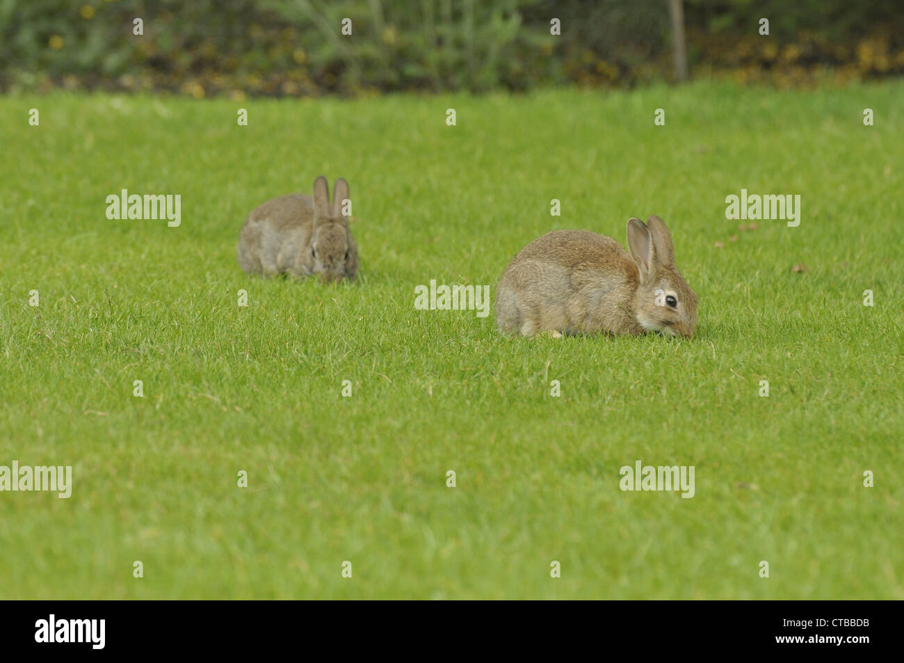 Two wild rabbits grazing on grass Stock Photo - Alamy