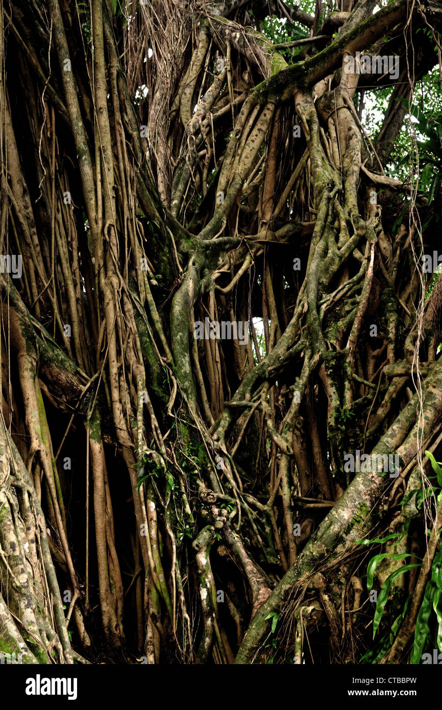 Dark roots hi-res stock photography and images - Alamy
