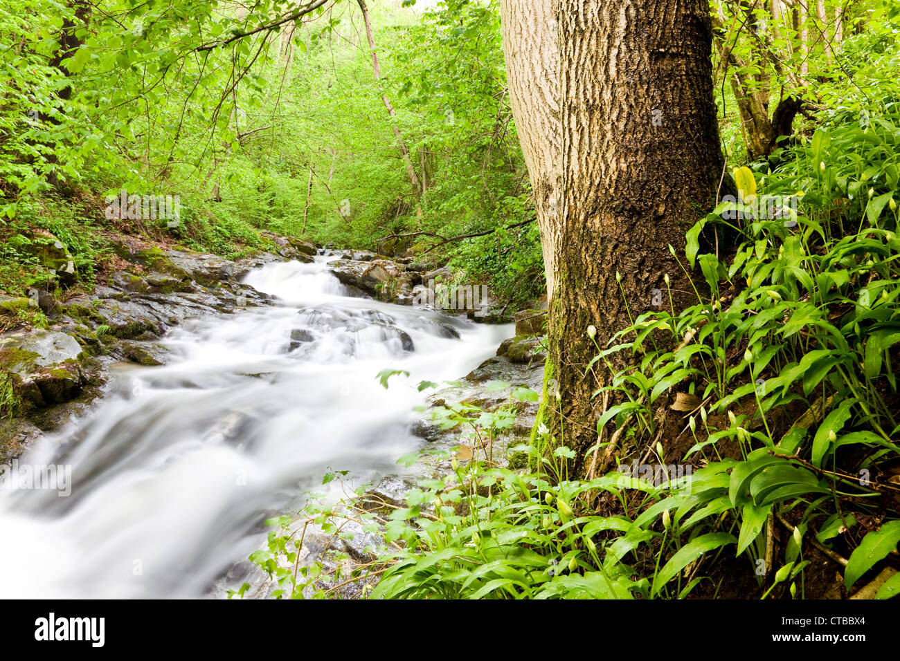 Peaceful mountain stream flows through a green woods; summer season ...
