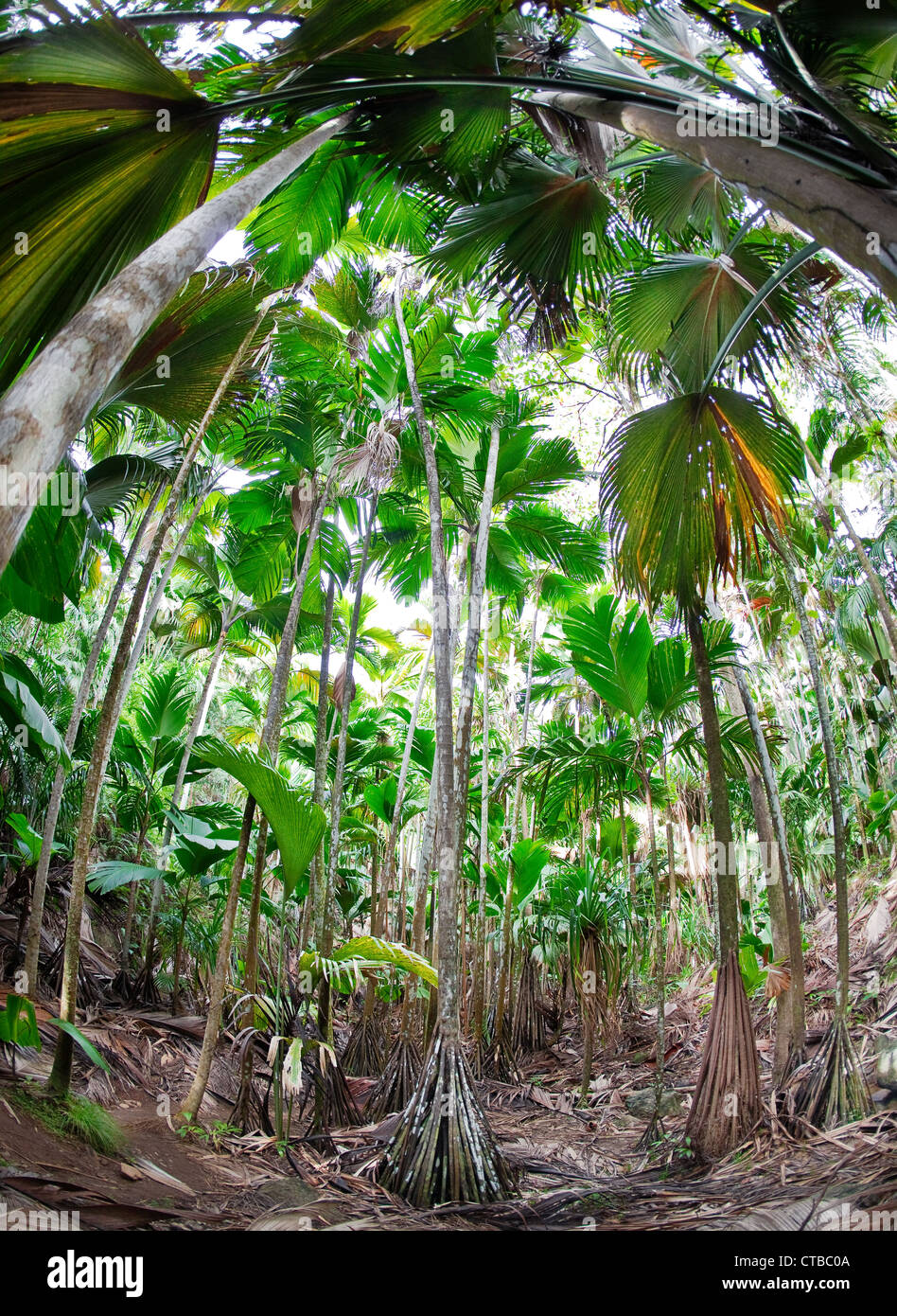 Tropical rain forest of palm trees; VallÃ©e de Mai, Praslin Island ...