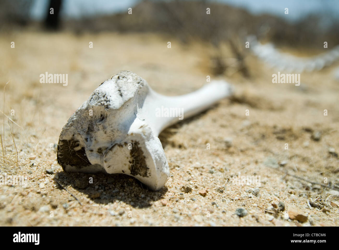 Bleached white antelope bone in the Mojave desert Stock Photo - Alamy