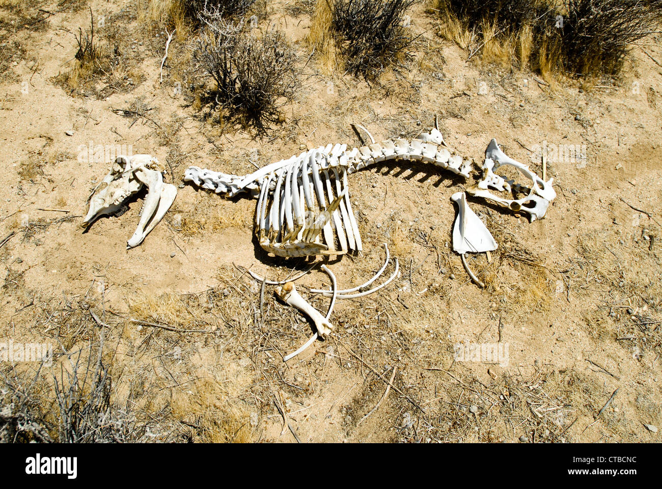 Bleached white antelope skeleton in the Mojave desert Stock Photo - Alamy