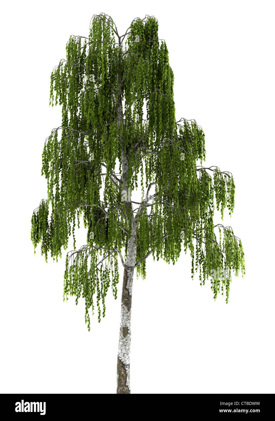 birch tree isolated on white background Stock Photo - Alamy