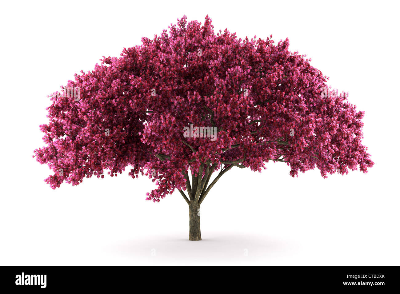 cherry tree isolated on white background with clipping path Stock Photo ...