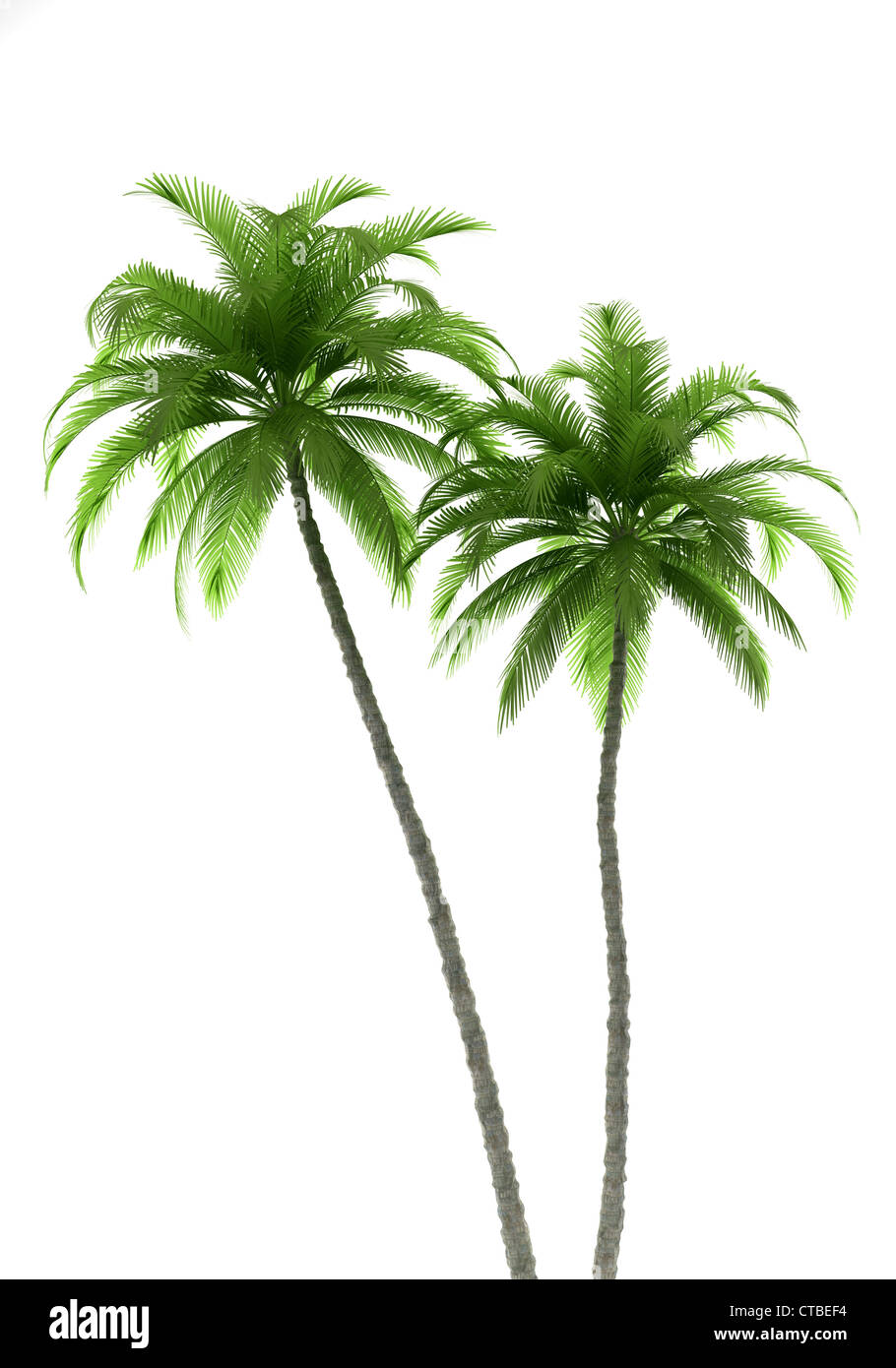 two palm trees isolated on white background Stock Photo - Alamy