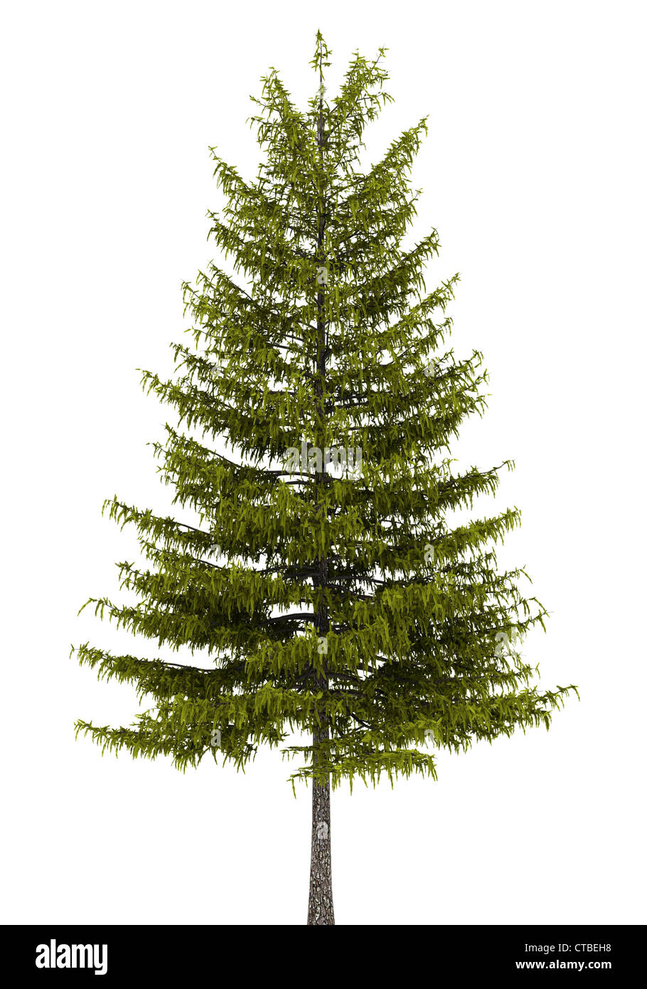 european larch tree isolated on white background Stock Photo - Alamy