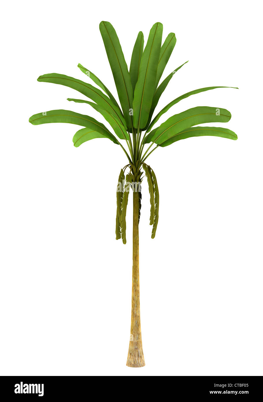 wild banana palm tree isolated on white background Stock Photo - Alamy