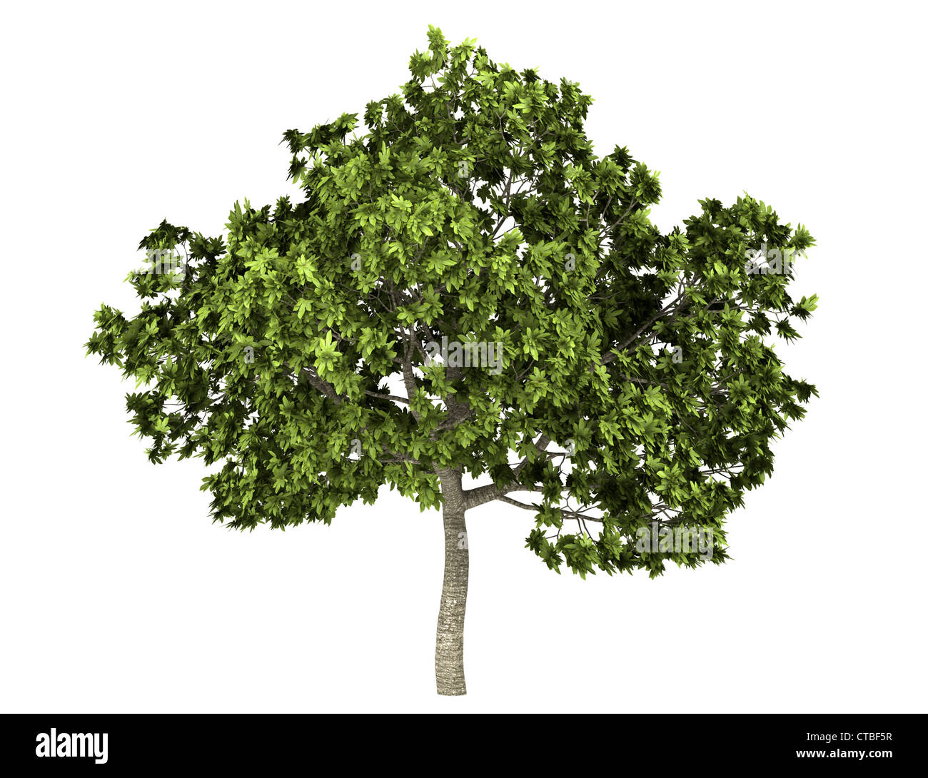 Common Fig tree isolated on white background Stock Photo - Alamy