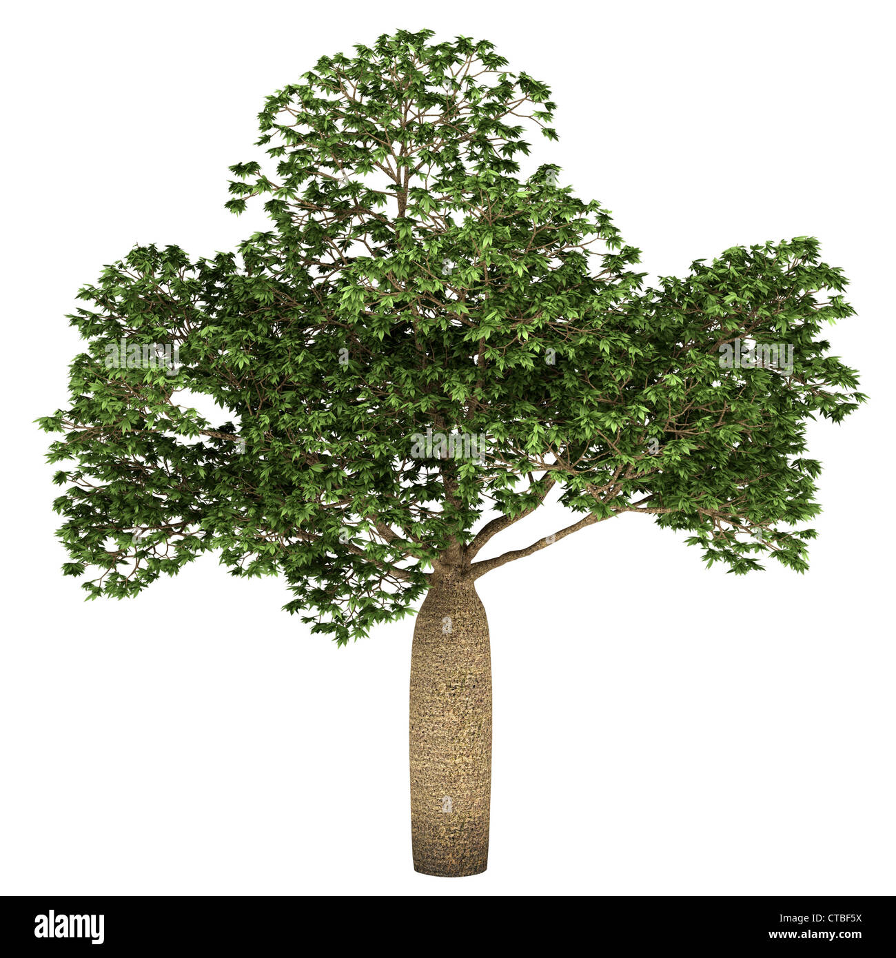 Australian Boab tree isolated on white background Stock Photo - Alamy