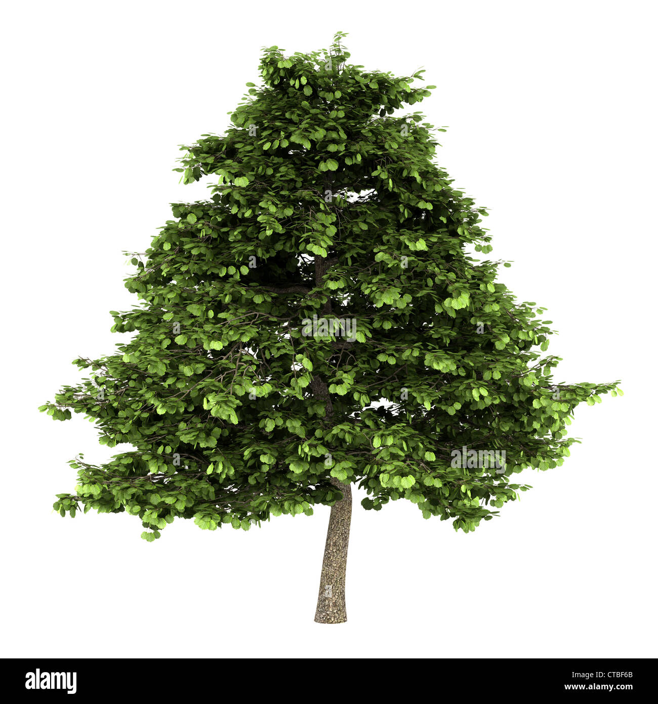 grey alder tree isolated on white background Stock Photo - Alamy