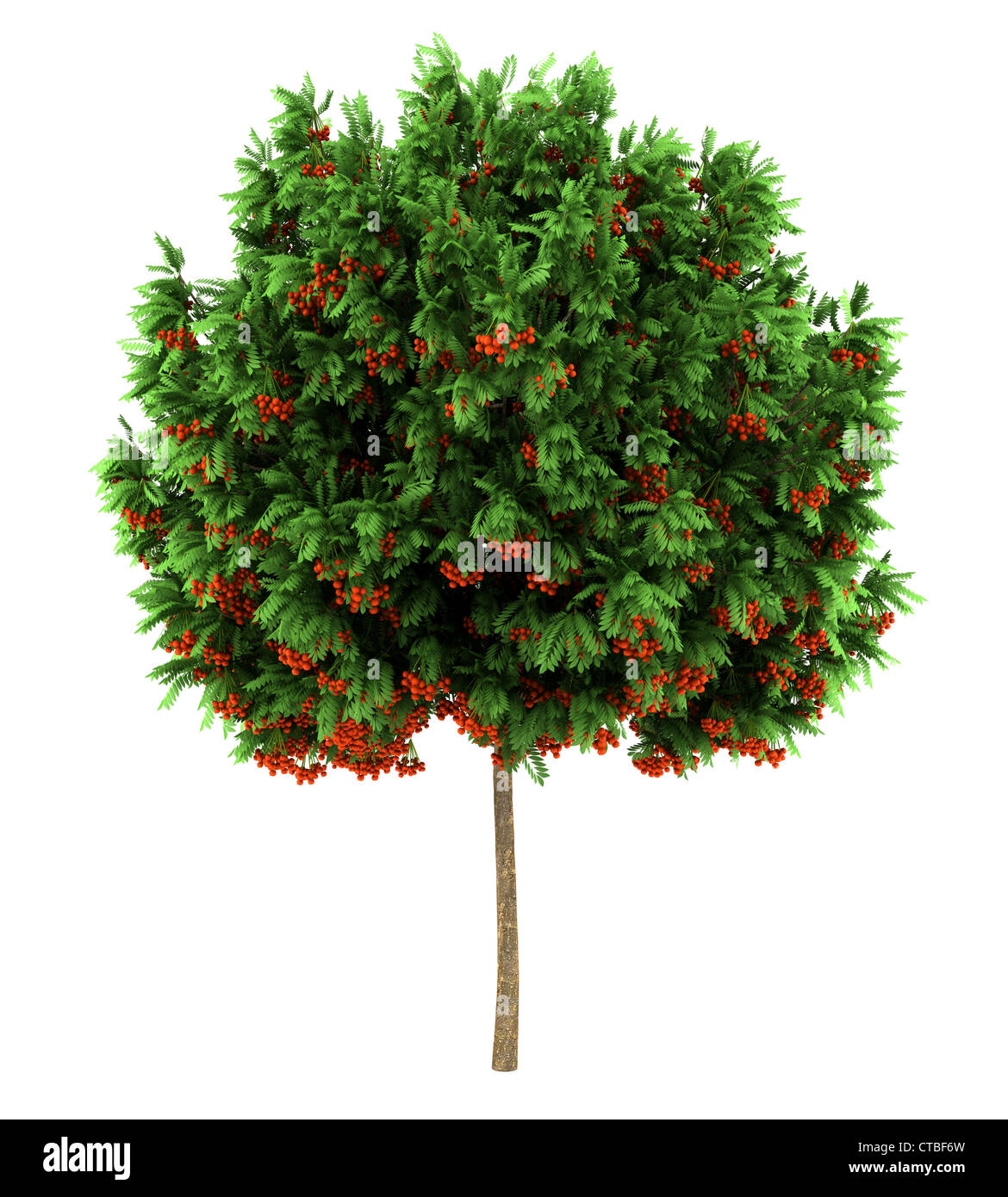 european rowan tree isolated on white background Stock Photo - Alamy