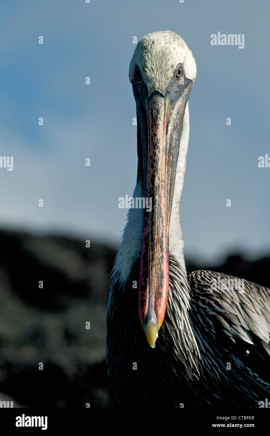 Chino close up hi-res stock photography and images - Alamy