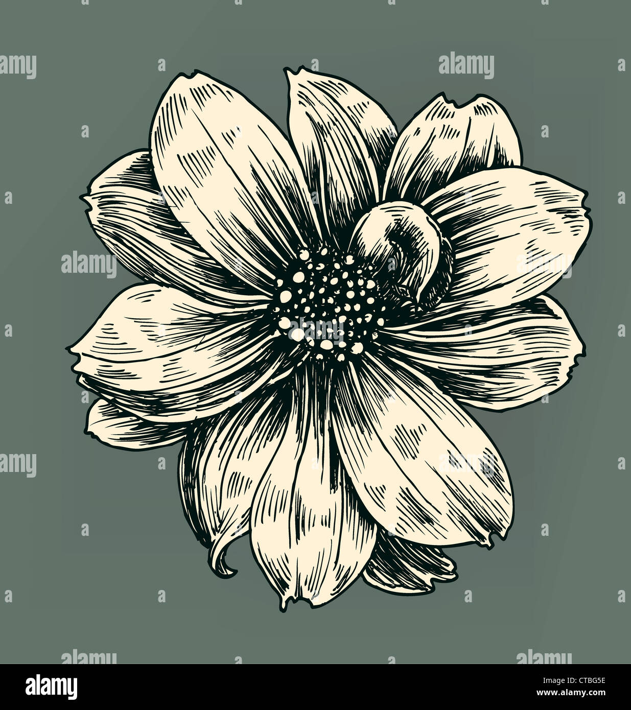 Vintage Flower Illustration