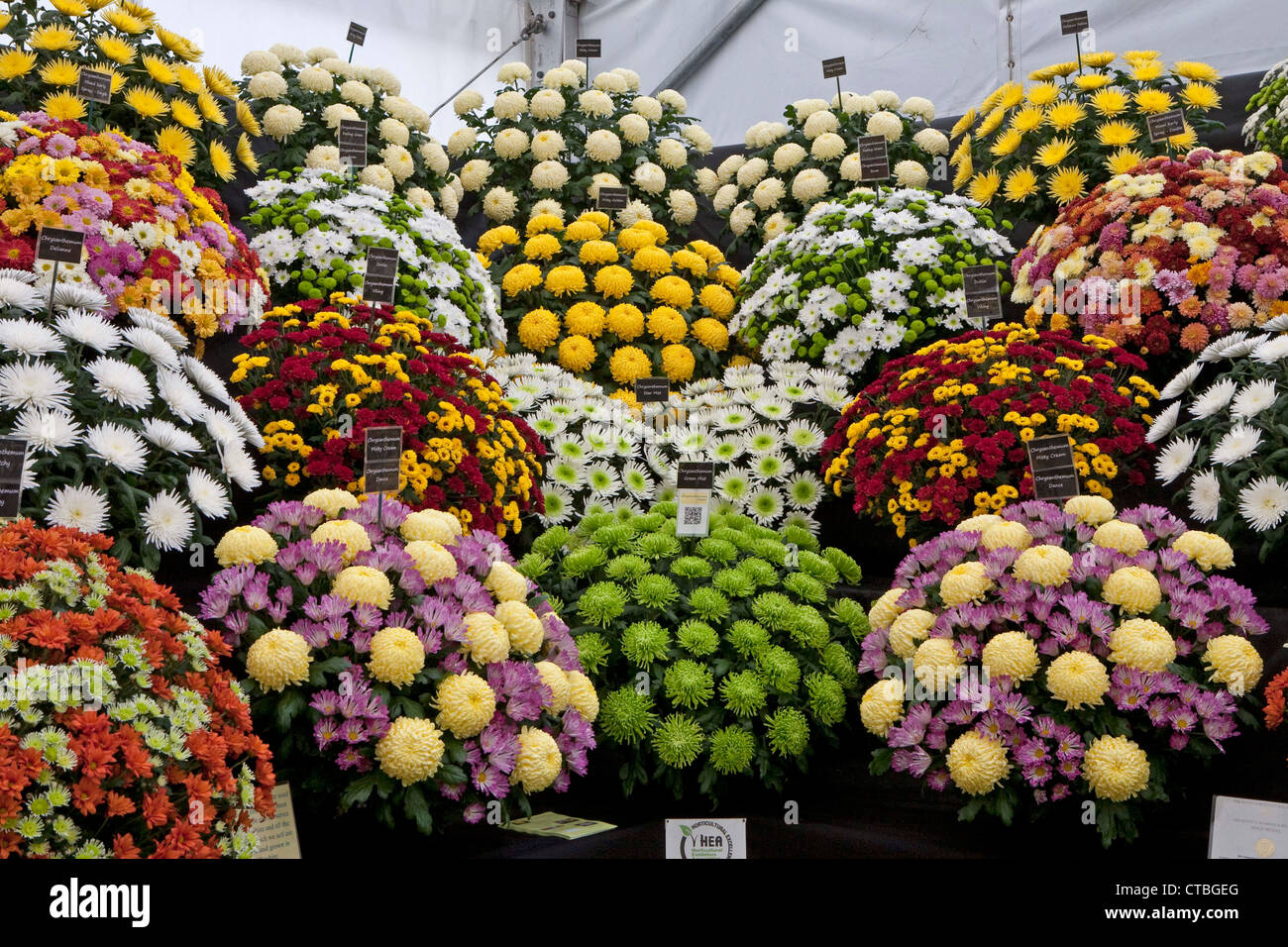 A Display of Various Chrysanthemums Stock Photo - Alamy
