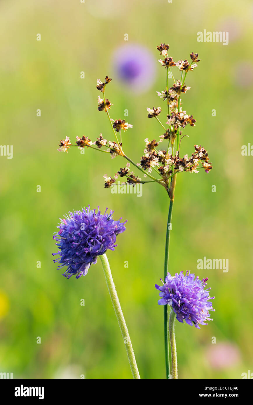 devil's-bit scabious Succisa pratensis and jointed rush Juncus ...