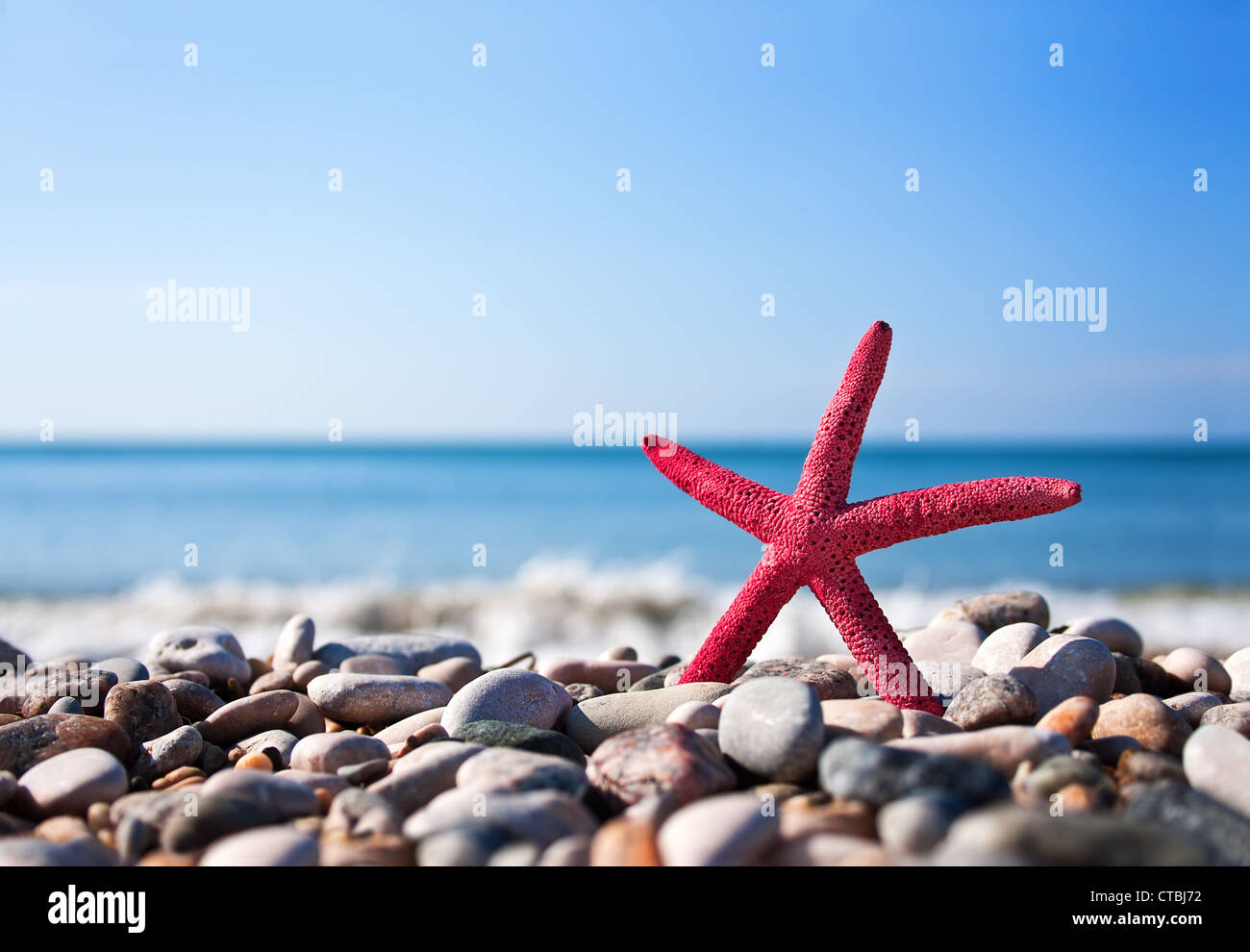 red starfish on the beach Stock Photo - Alamy