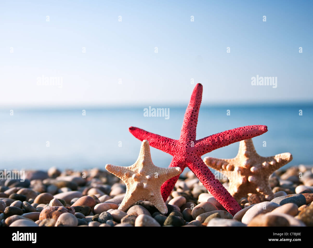 Three starfish on the beach Stock Photo - Alamy