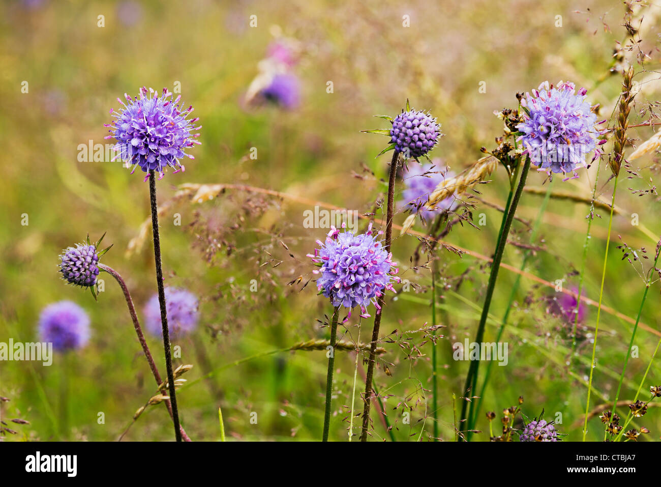 devil's-bit scabious Succisa pratensis and jointed rush Juncus ...
