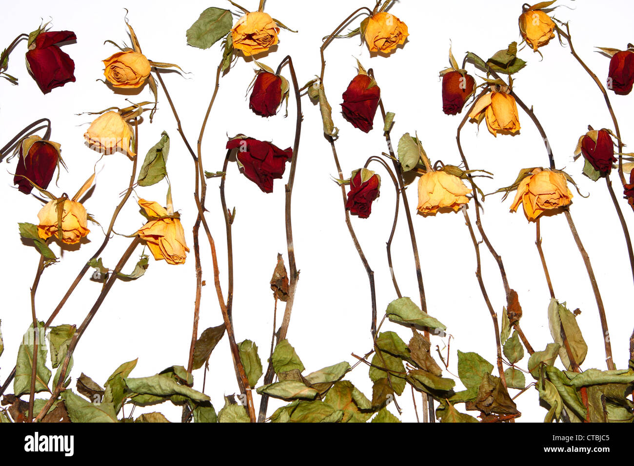 a display of dead/dried roses with dead leaves at the bottom of the ...