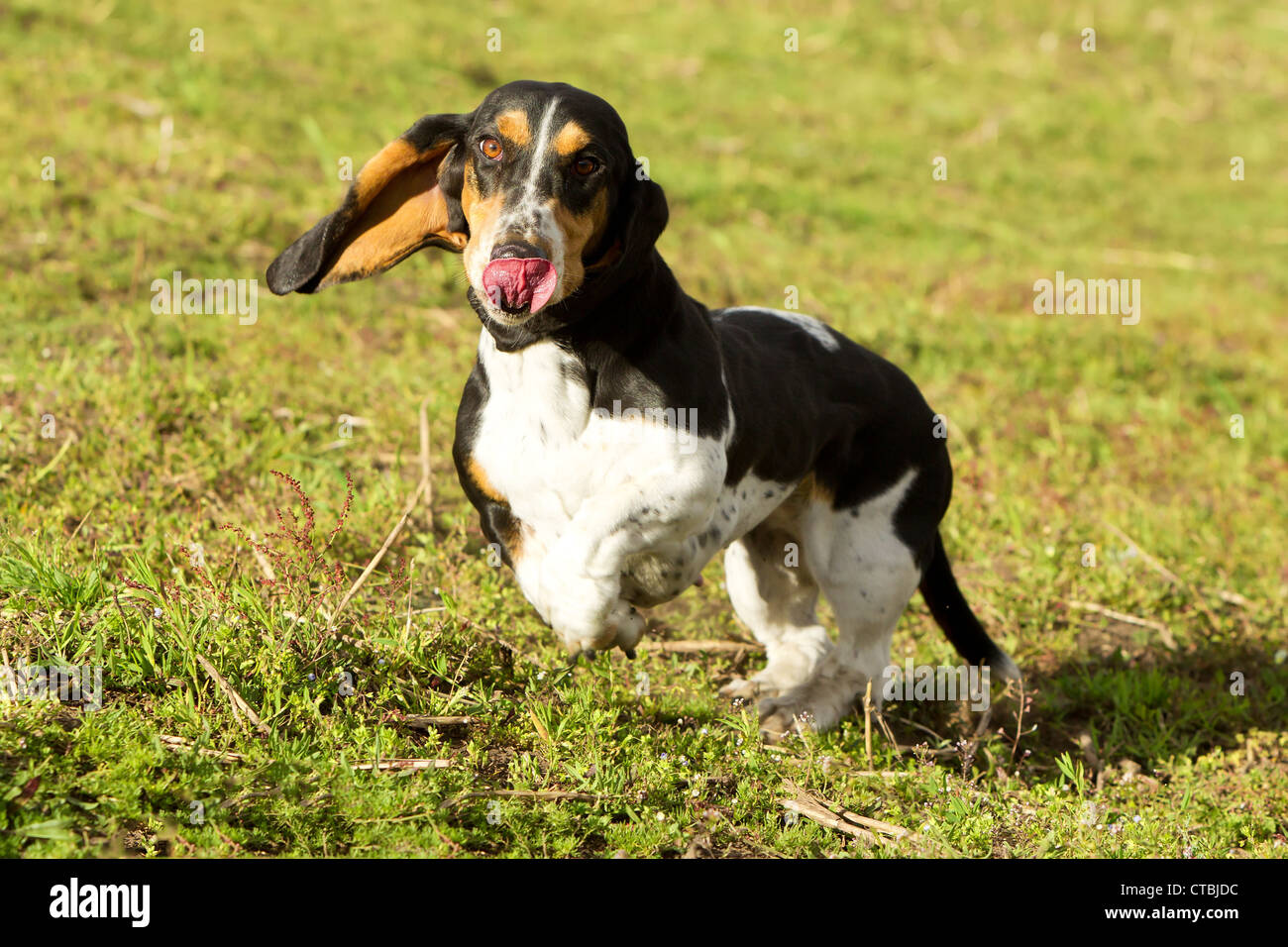 Female Basset Hound Chasing Prey Shot From Low Angle At Full Run Speed ...