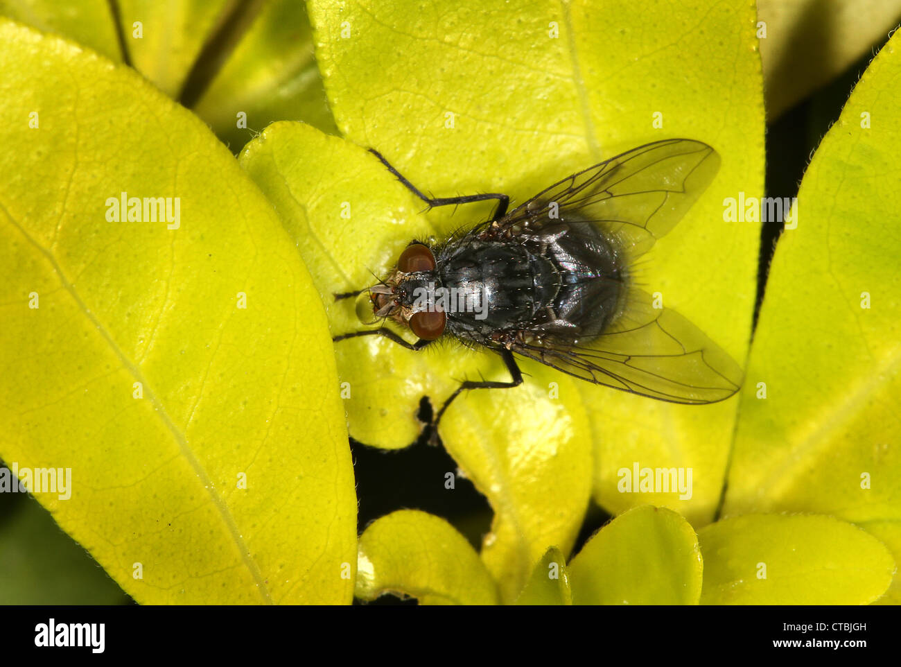 Fly drinking water Stock Photo - Alamy