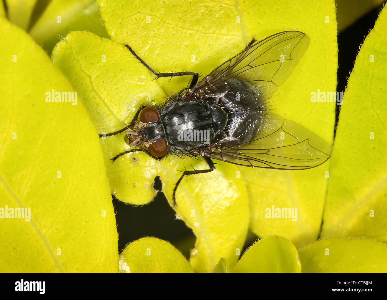 Fly drinking water Stock Photo - Alamy
