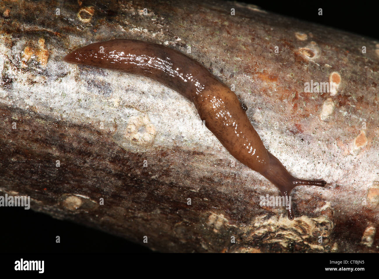 Garden Slug. (Arionidae Anon hortensis Stock Photo - Alamy