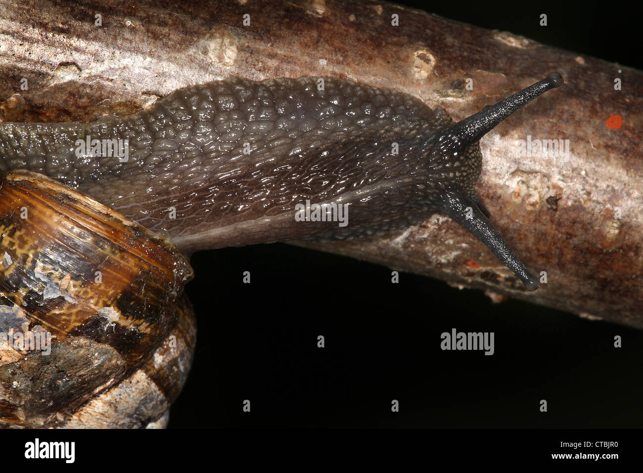 Common Garden Snail (Helicidae Helix aspersa Stock Photo - Alamy