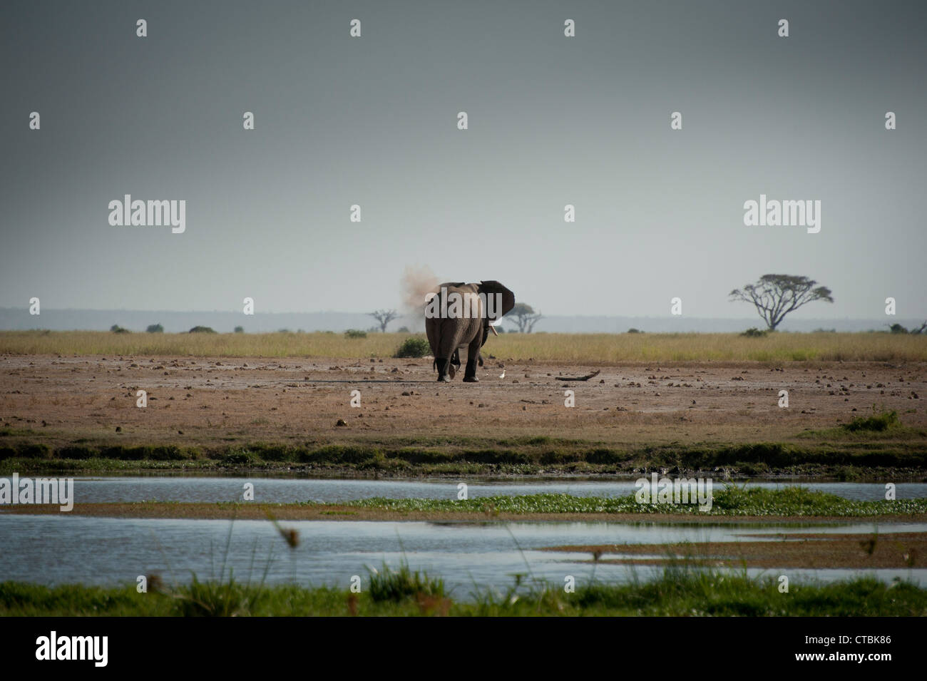 Dust elephant hi-res stock photography and images - Alamy