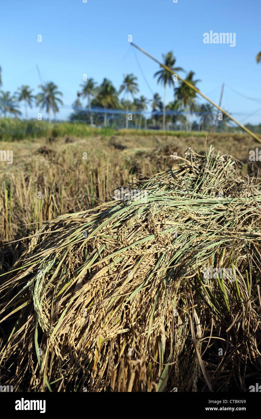Freshly harvested rice crop Stock Photo - Alamy