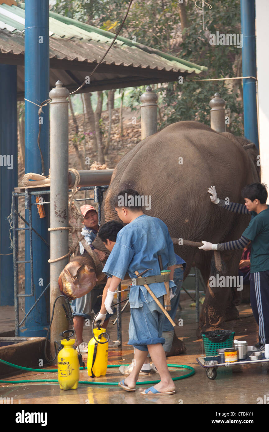 At the Thai elephant conservation Center, a veterinary surgeon with ...