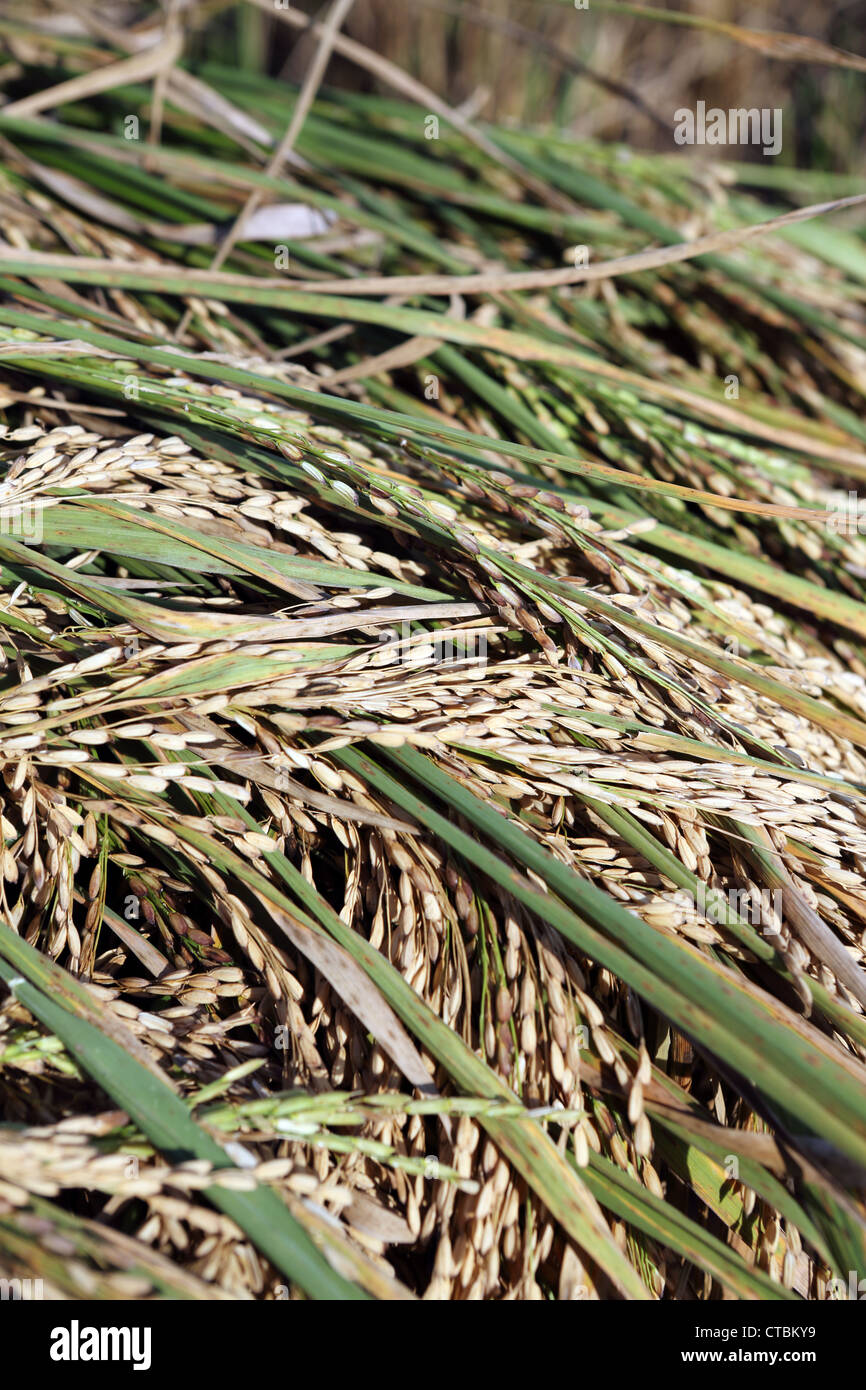 Freshly harvested rice crop hi-res stock photography and images - Alamy