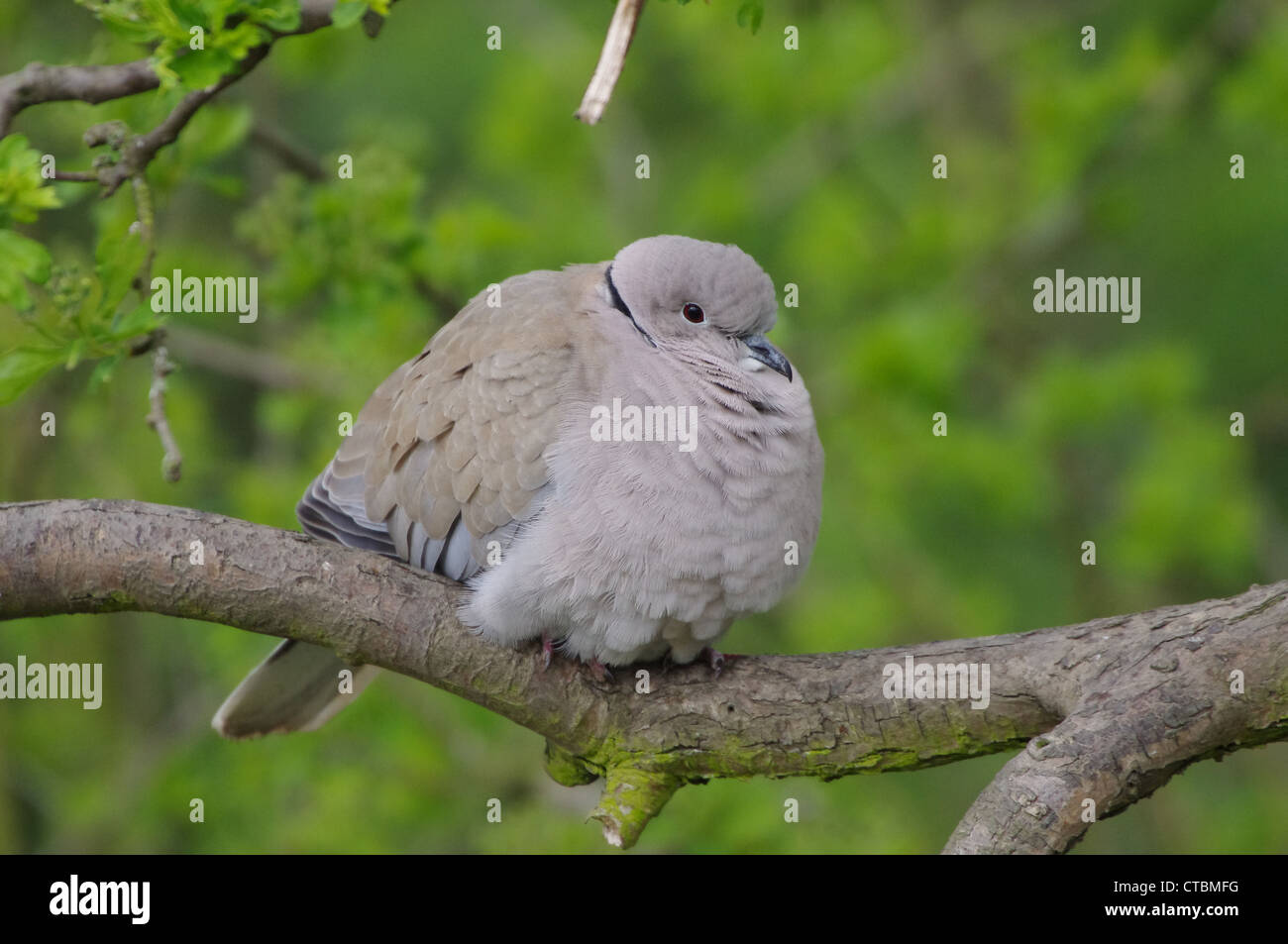 Dove keeping warm Stock Photo - Alamy
