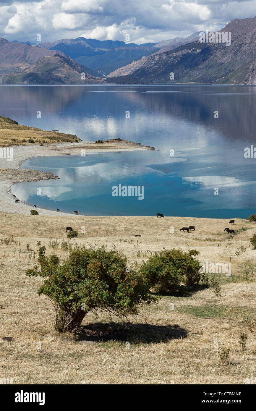 Cows water nz hi-res stock photography and images - Alamy