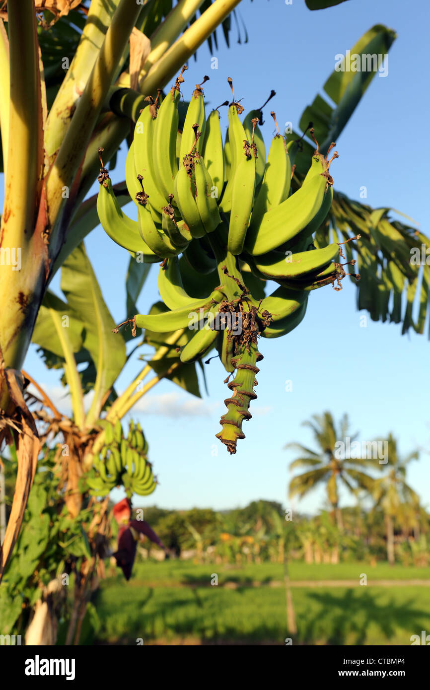Ripening bunch of bananas Stock Photo - Alamy