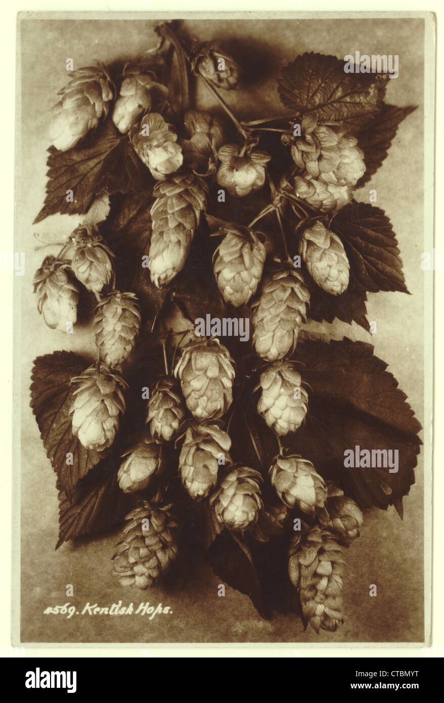 Postcard, sepia-toned, depicting a bunch of Kentish hops from the 1950 ...