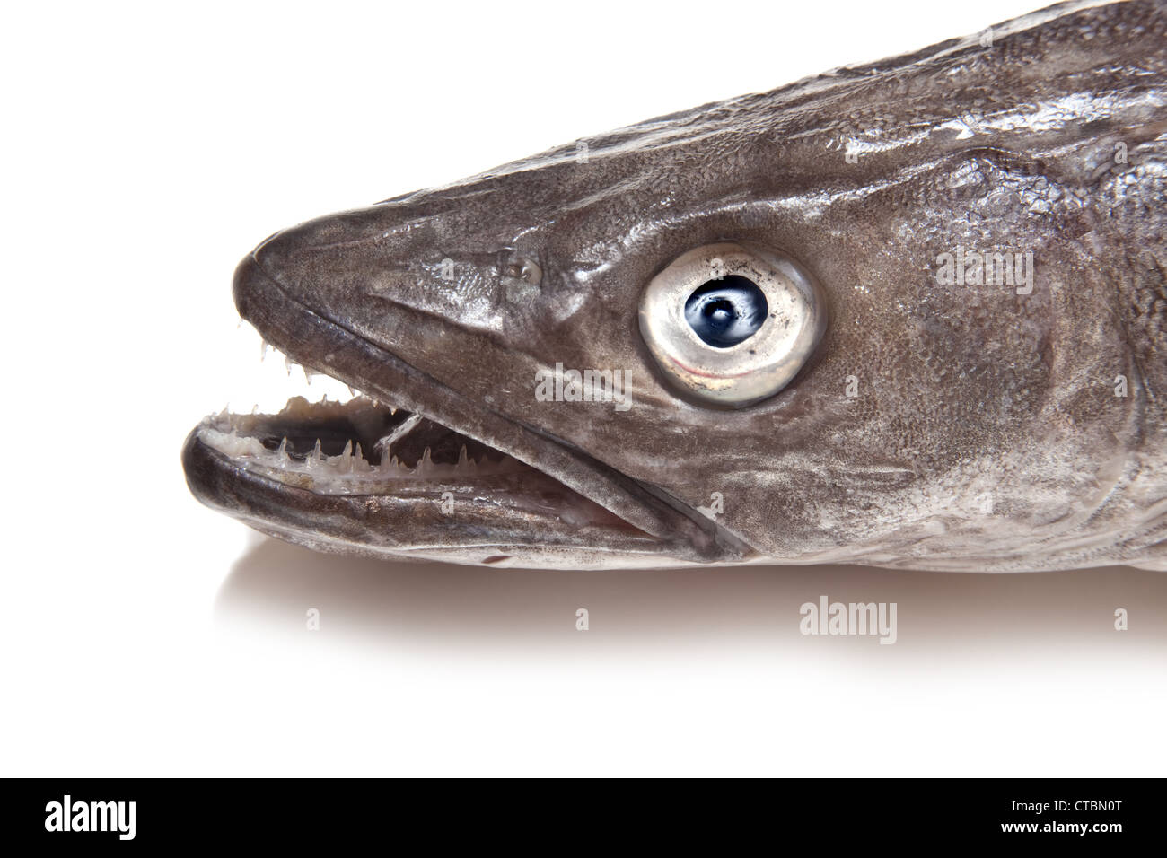 European Hake fish isolated on a white studio background Stock Photo ...