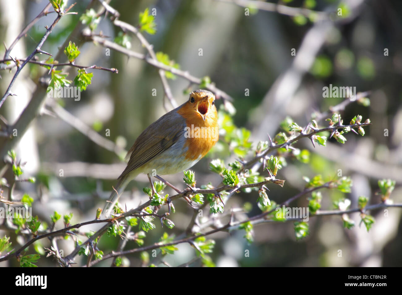 Singing robin hi-res stock photography and images - Alamy