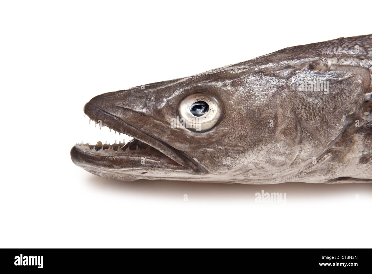 European Hake fish isolated on a white studio background Stock Photo ...